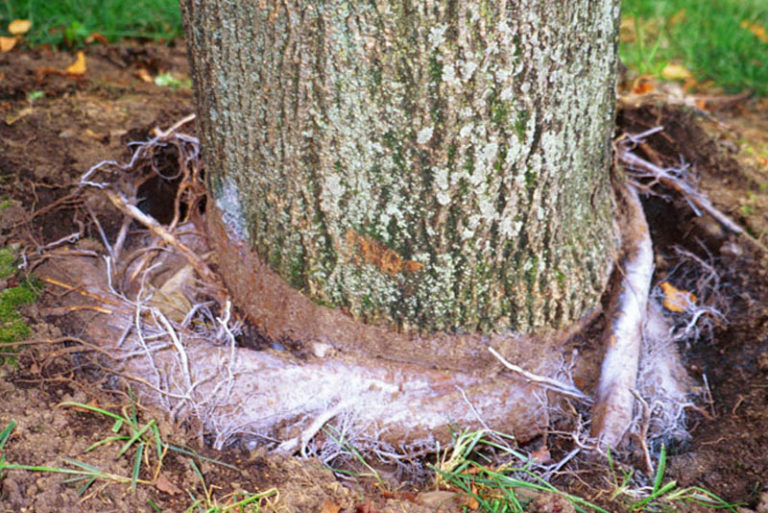 Services - Eastern Ontario Arborists